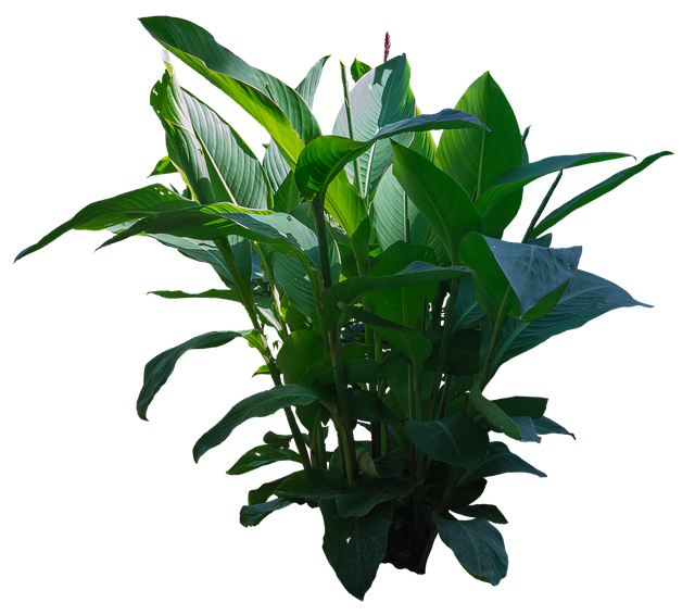 Busch Blumen Pflanze - Kostenloses Bild auf Pixabay