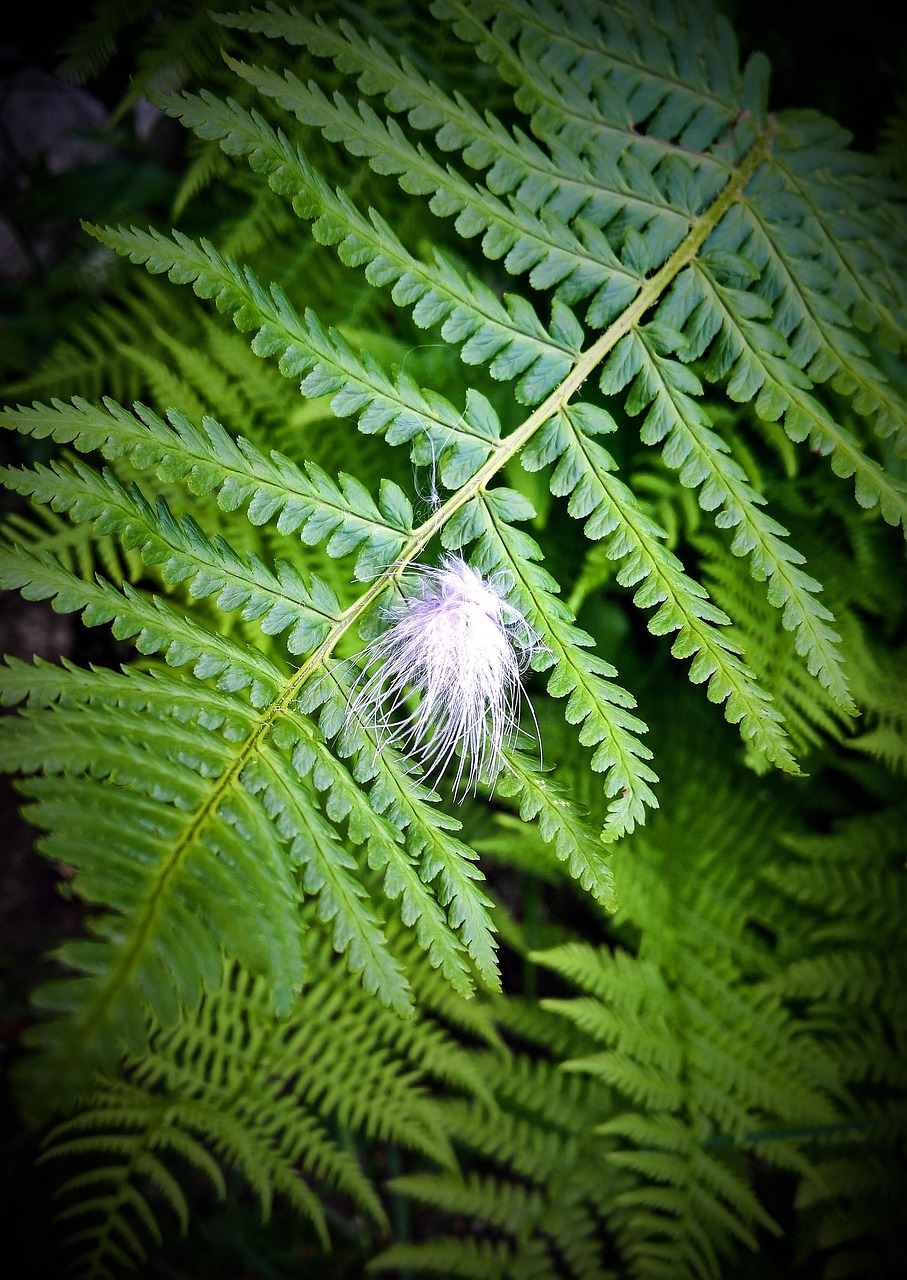 Planta Samambaia Folha De - Foto gratuita no Pixabay - Pixabay