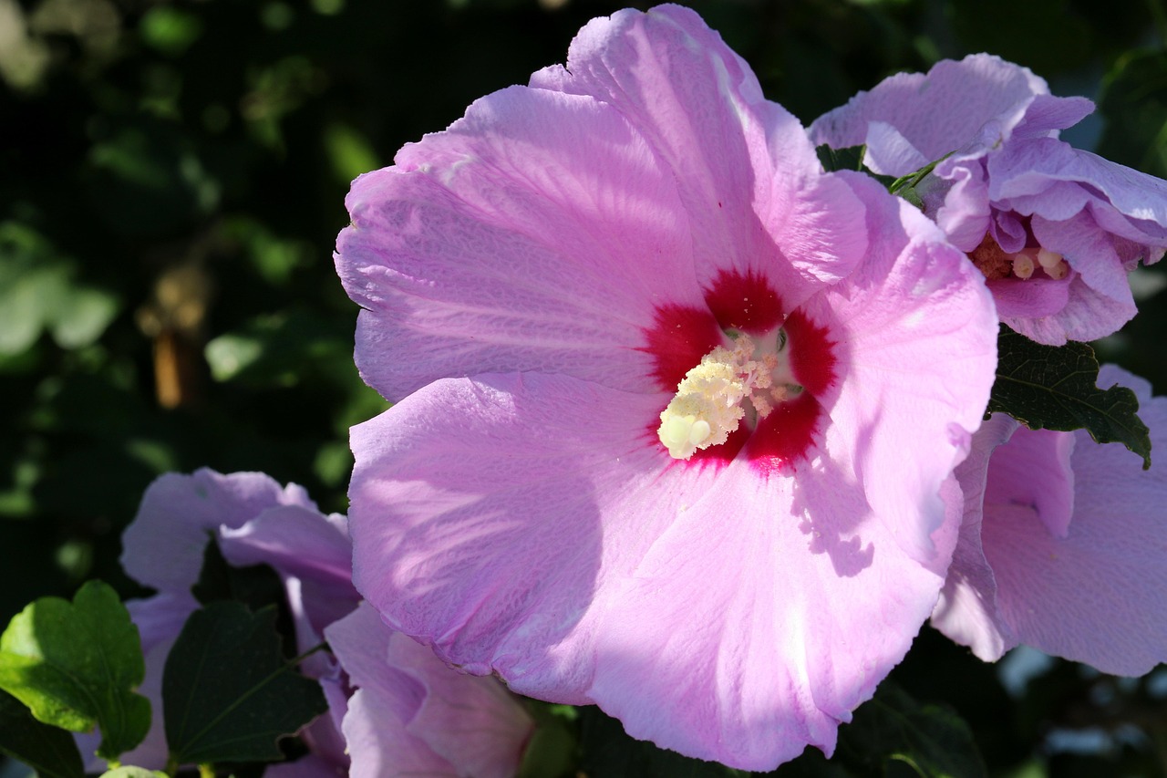 Rosa De Sharon Corea República - Foto gratis en Pixabay - Pixabay