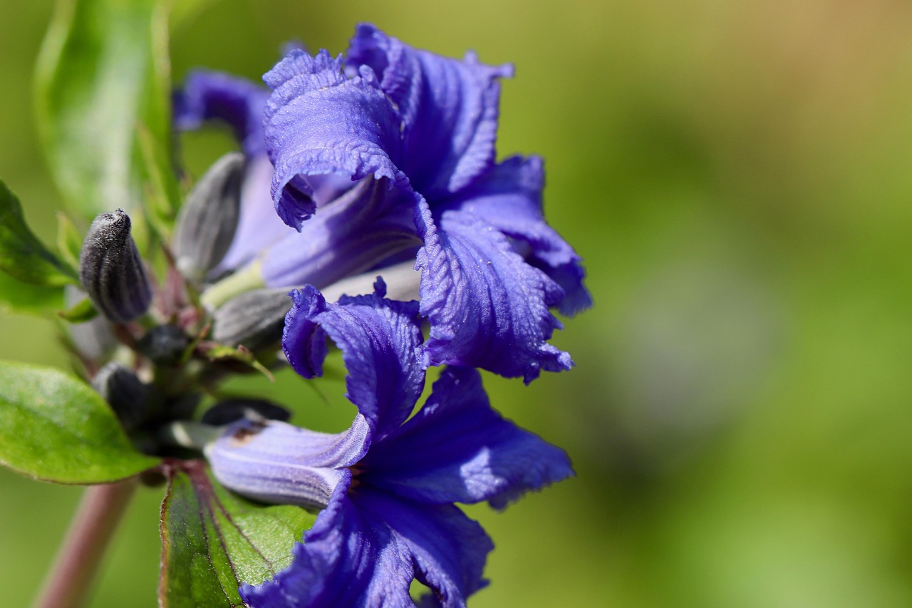 Genciana Gentiana Asclepiadea Flor - Foto gratis en Pixabay - Pixabay