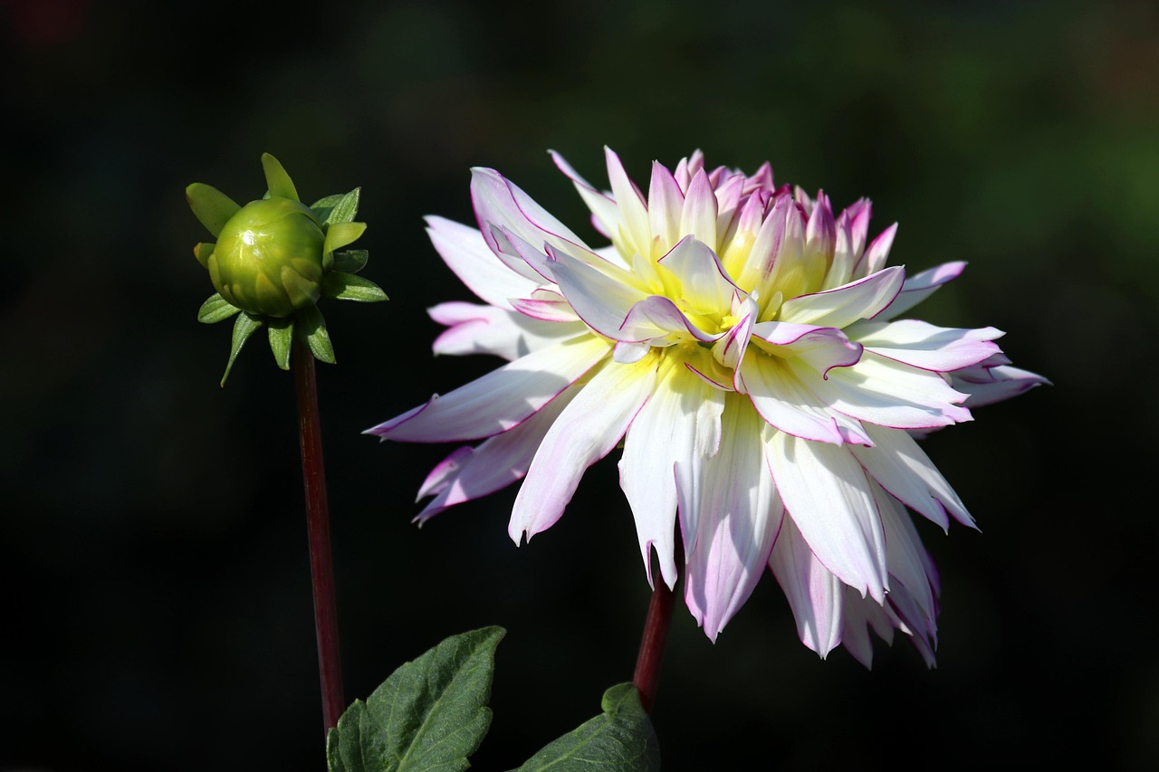 Chrysanthemum Flower Blossom - Free photo on Pixabay - Pixabay