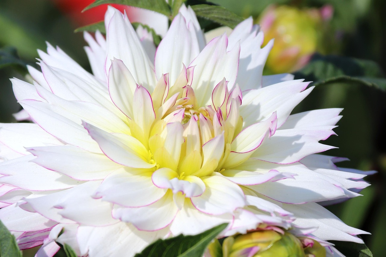 Chrysanthemum Mum Flower - Free photo on Pixabay