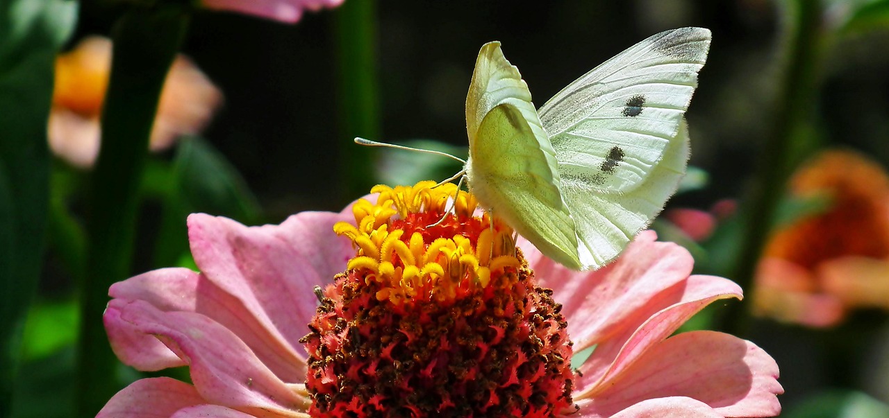 Mariposa Insectos Flor - Foto gratis en Pixabay - Pixabay