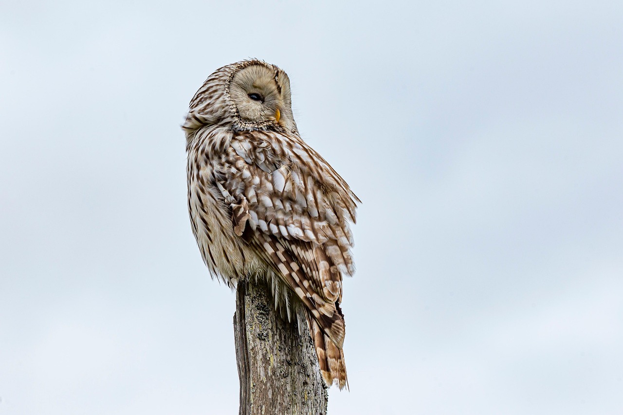 Chouette De L'Oural Hibou Oiseau - Photo gratuite sur Pixabay - Pixabay