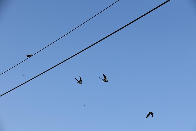 Schwalben Fliegende - Kostenloses Foto auf Pixabay - Pixabay