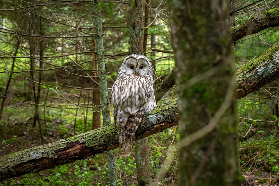 Uralmi Bagoly Strix Uralensis - Ingyenes fotó a Pixabay-en - Pixabay