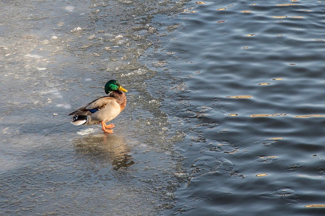 Canard Caneton L'Eau - Photo gratuite sur Pixabay - Pixabay