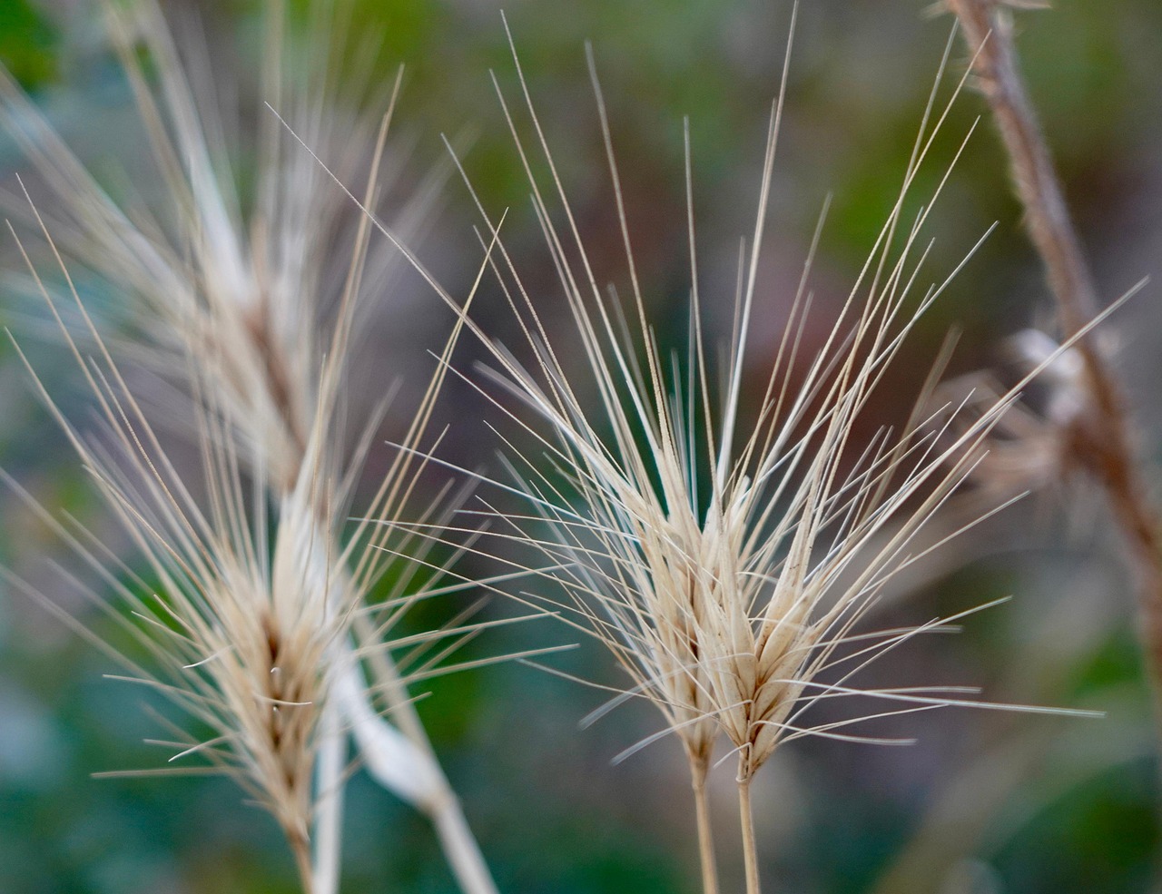 Wild Gras Natur - Kostenloses Foto auf Pixabay - Pixabay