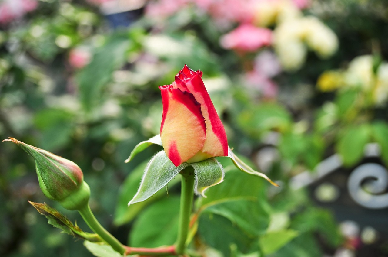 Rose Bourgeon Fleur - Photo gratuite sur Pixabay - Pixabay