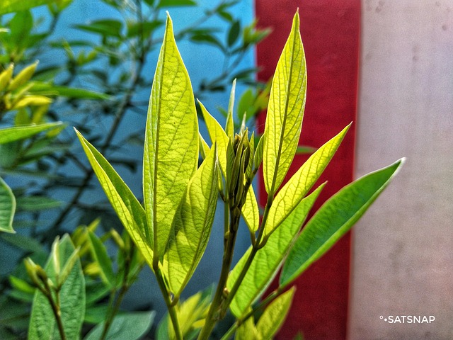 Arhar Leaf Plant - Free photo on Pixabay - Pixabay