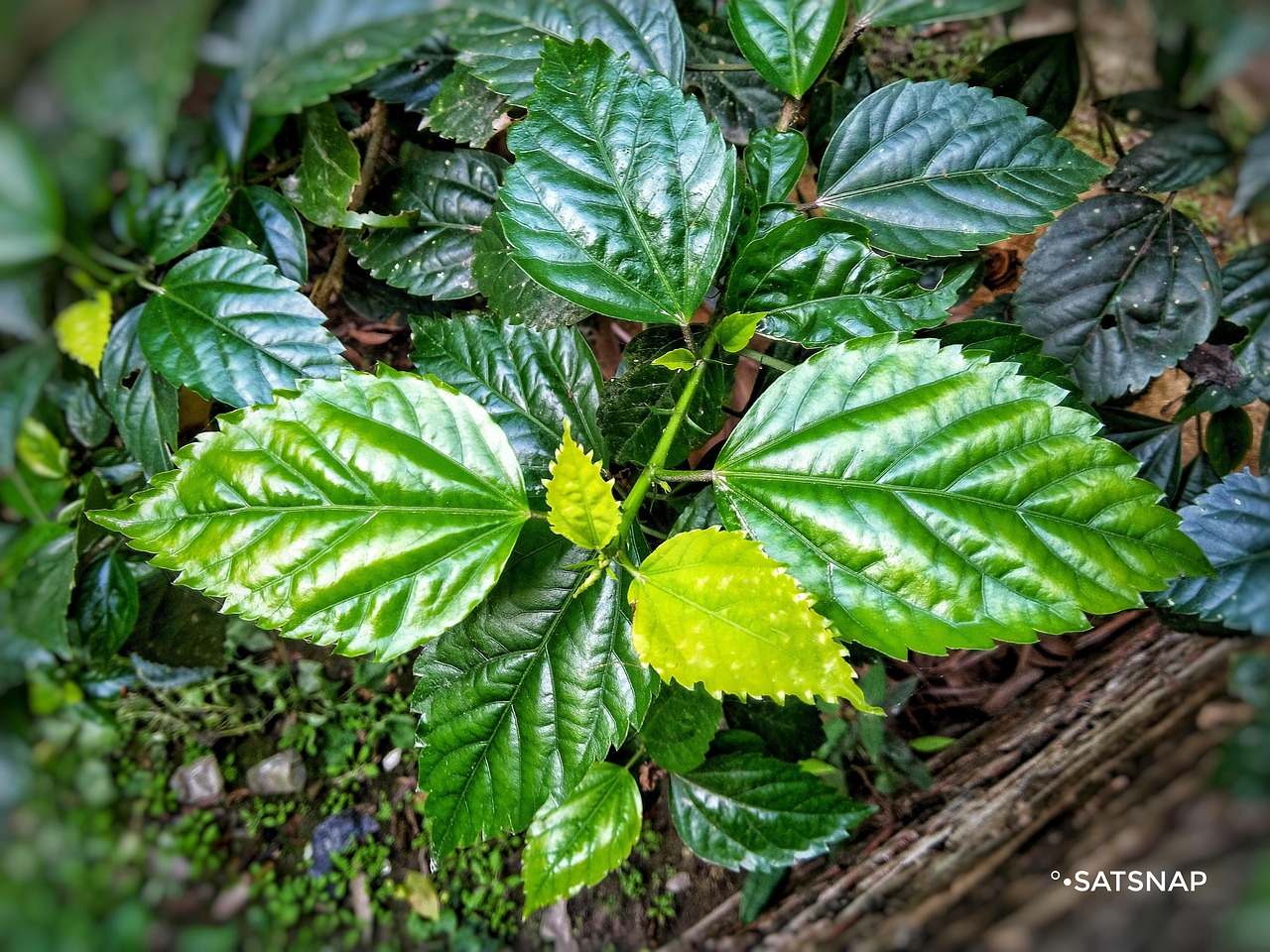Hibiscus Feuille Plantes - Photo gratuite sur Pixabay - Pixabay