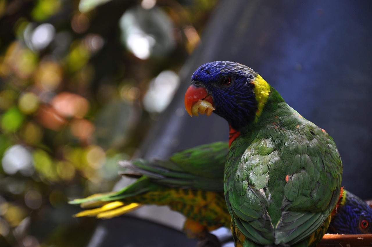 Loriini Papagei Vogel - Kostenloses Foto auf Pixabay - Pixabay