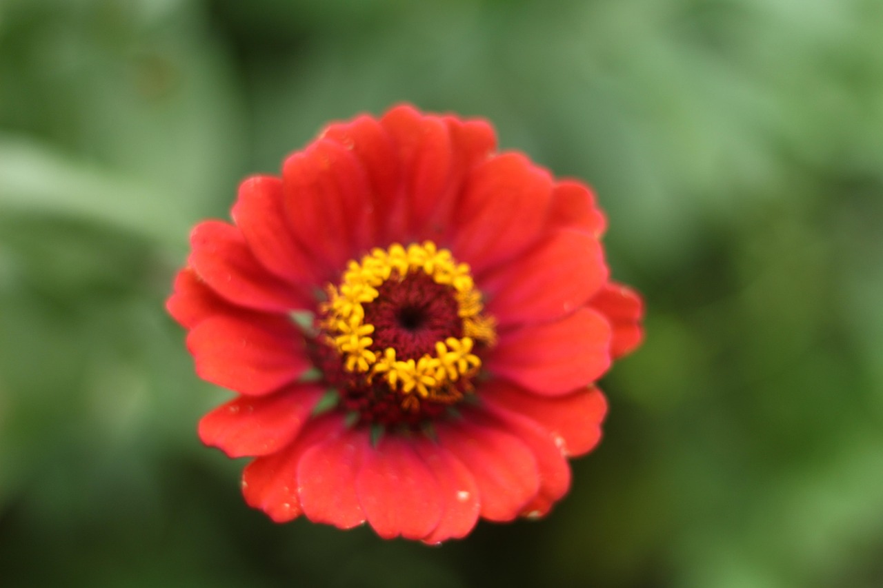 Fleur La Nature - Photo gratuite sur Pixabay - Pixabay