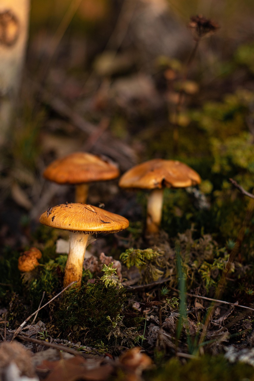 Champignon Champignons Forêt - Photo gratuite sur Pixabay - Pixabay
