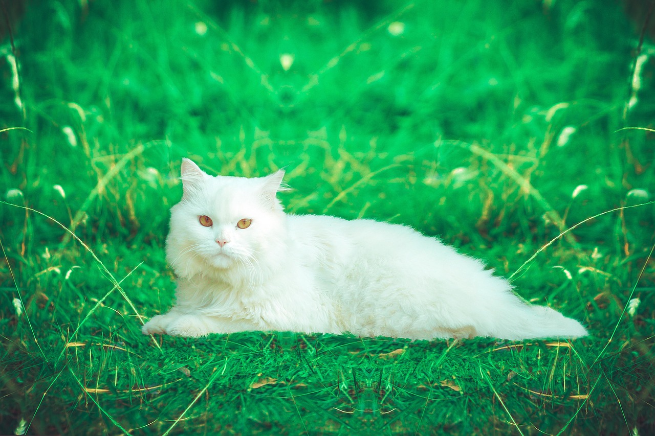 Cat Animal Chaton De - Photo gratuite sur Pixabay - Pixabay