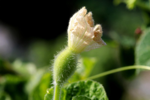 Citrouille Fleur Bourgeon - Photo gratuite sur Pixabay - Pixabay