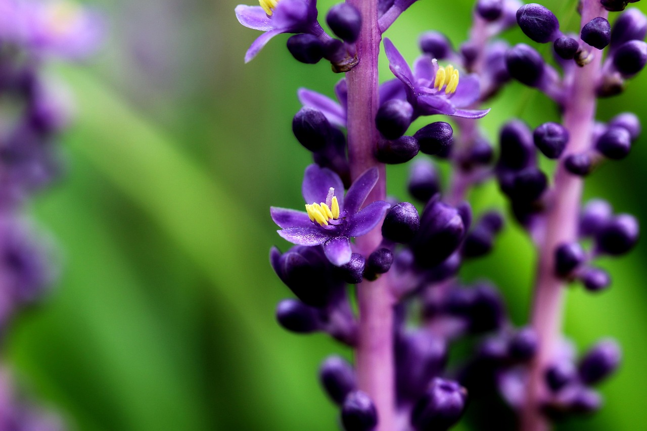 Liriope Big Blue Lilyturf Flower - Free photo on Pixabay - Pixabay
