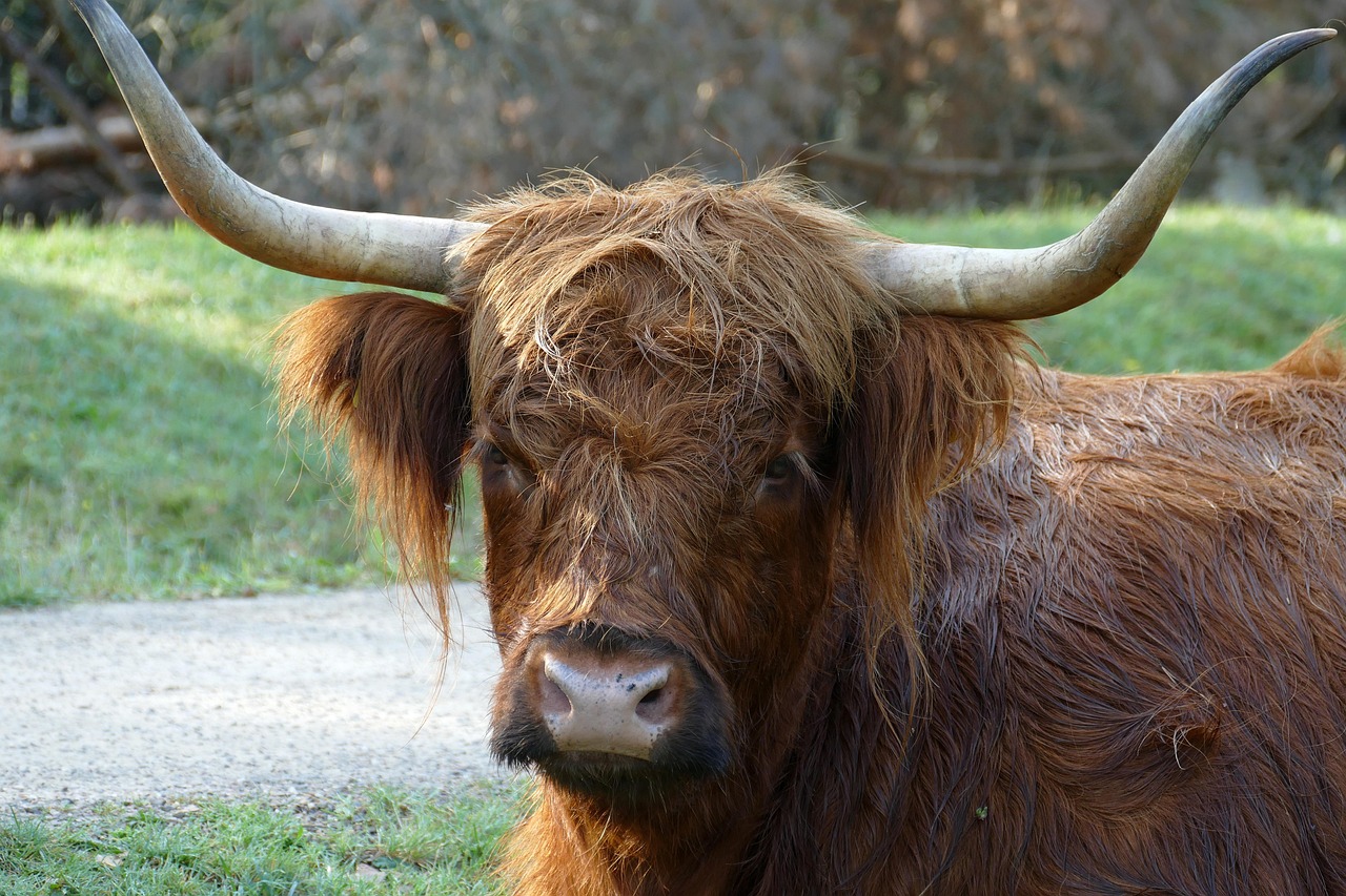 Schotse Hooglander Koe Rund Gratis Foto Op Pixabay Pixabay Schotse Hooglander Koe Rund Gratis Foto Op Pixabay Pixabay