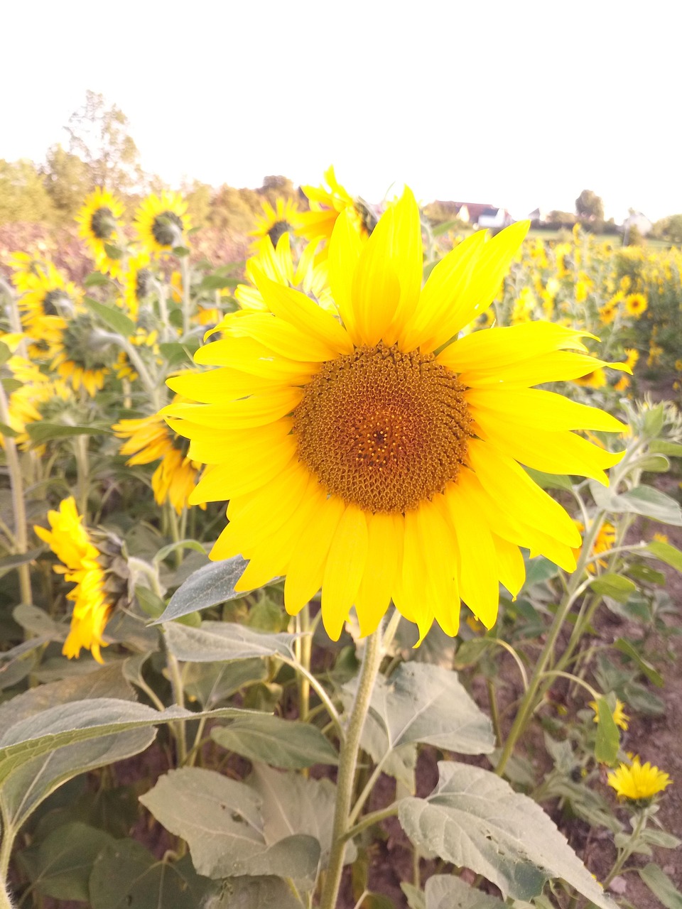 Sonnenblume Sonne Sommer - Kostenloses Foto auf Pixabay - Pixabay