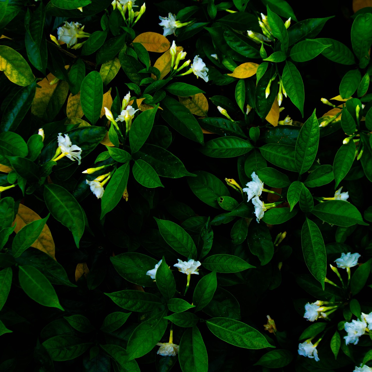 Feuilles Fleur Forêt - Photo gratuite sur Pixabay - Pixabay
