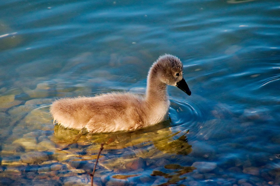 Swan Baby Cygnet - Free photo on Pixabay