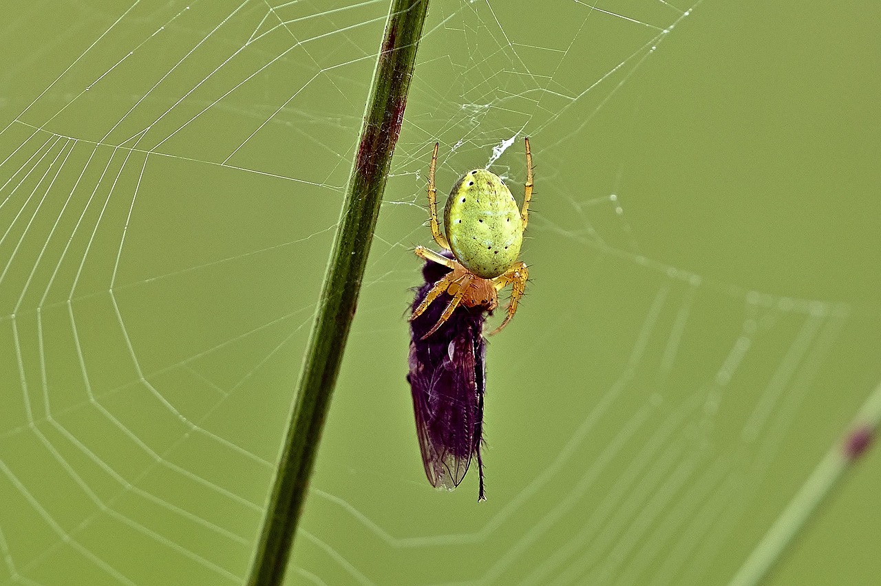 Laba-Laba Serangga Web Orb Jaring - Foto gratis di Pixabay - Pixabay