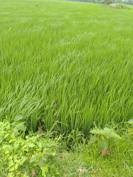 Paddy Sur Le Terrain - Photo gratuite sur Pixabay - Pixabay