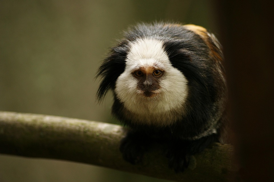 Monkey Capuchin Ape - Free photo on Pixabay