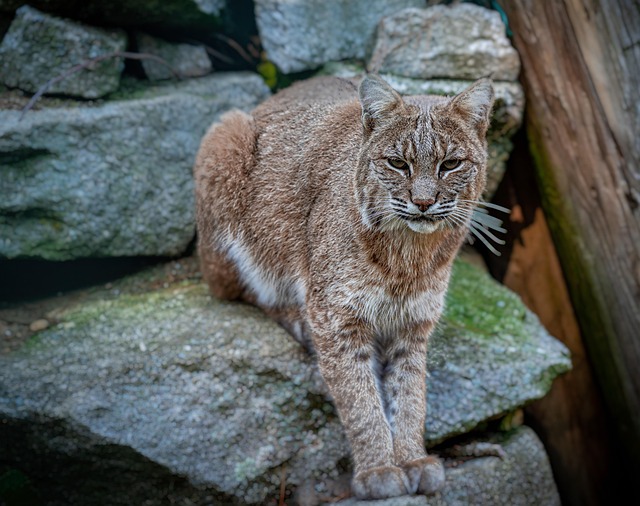 Big Cat Wild Feline - Free photo on Pixabay
