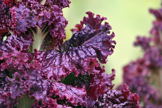 Lechuga Verduras Sale De Hojas - Foto gratis en Pixabay - Pixabay