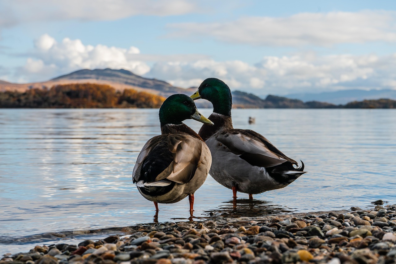 Ducks Mallards Birds Male - Free photo on Pixabay