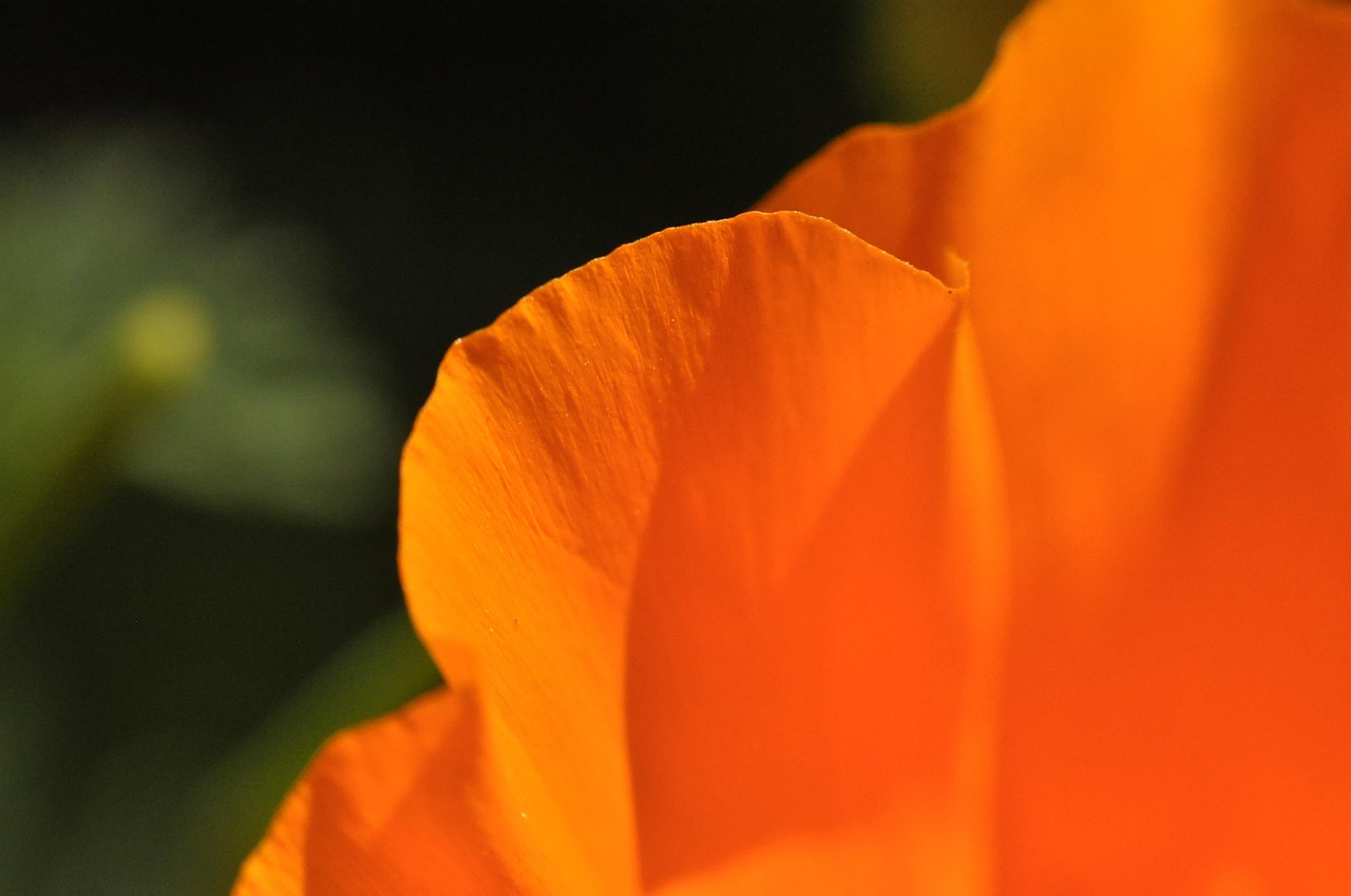 100+ Free California Poppy & Nature Images - Pixabay