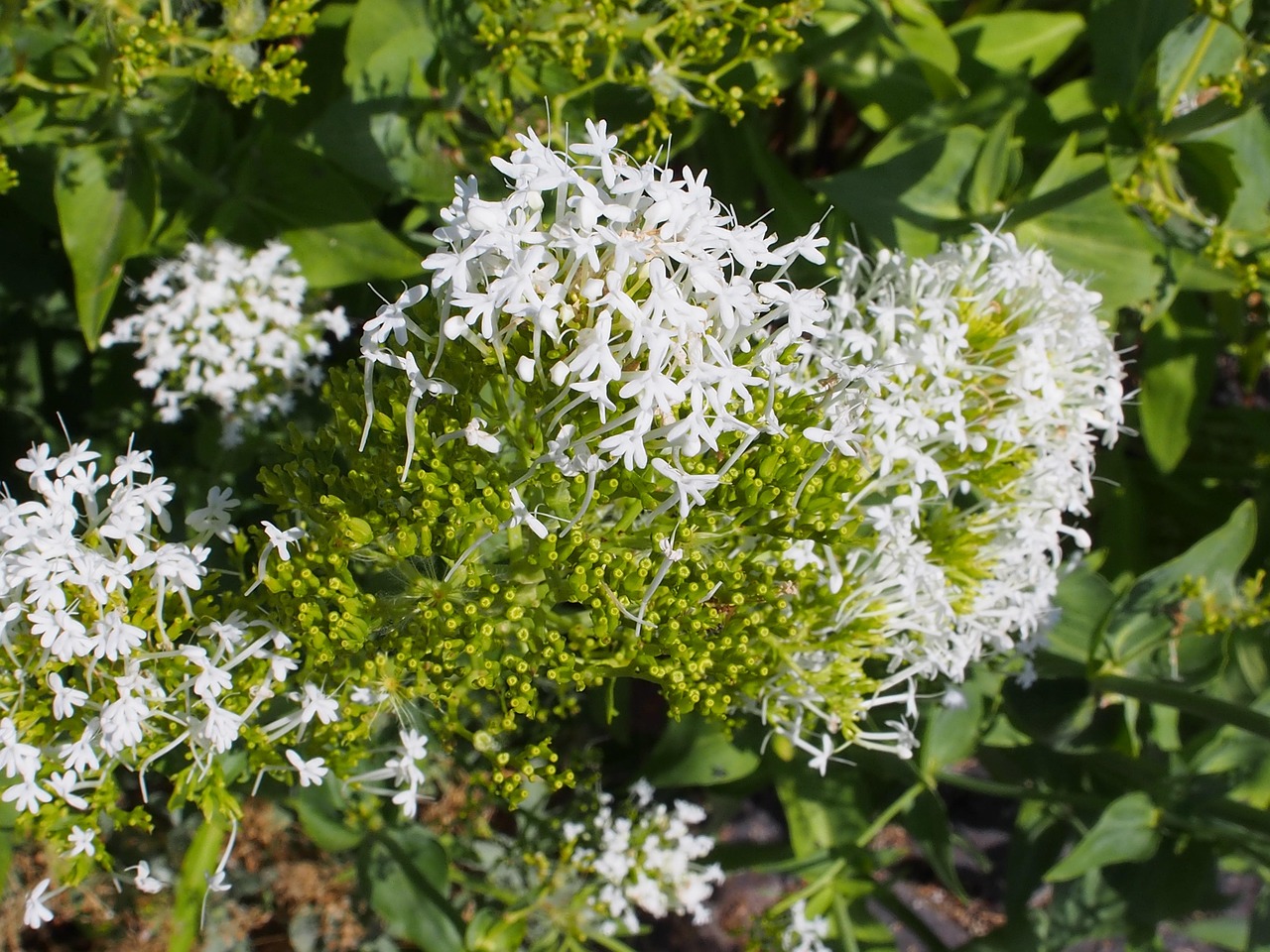 Bunch Of Flowers Plant Nature - Free photo on Pixabay - Pixabay