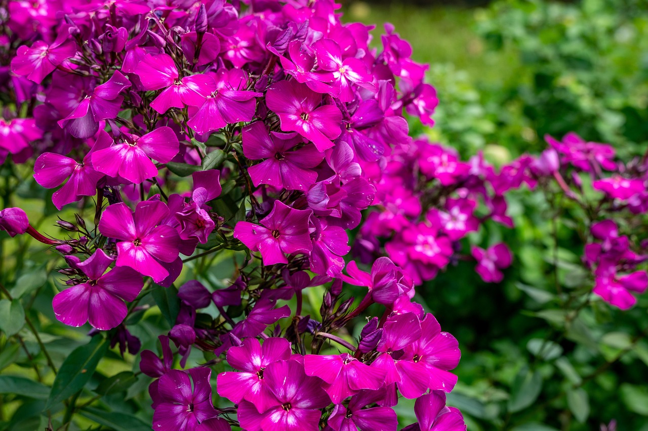 Phlox Blumen Lilane - Kostenloses Foto auf Pixabay - Pixabay