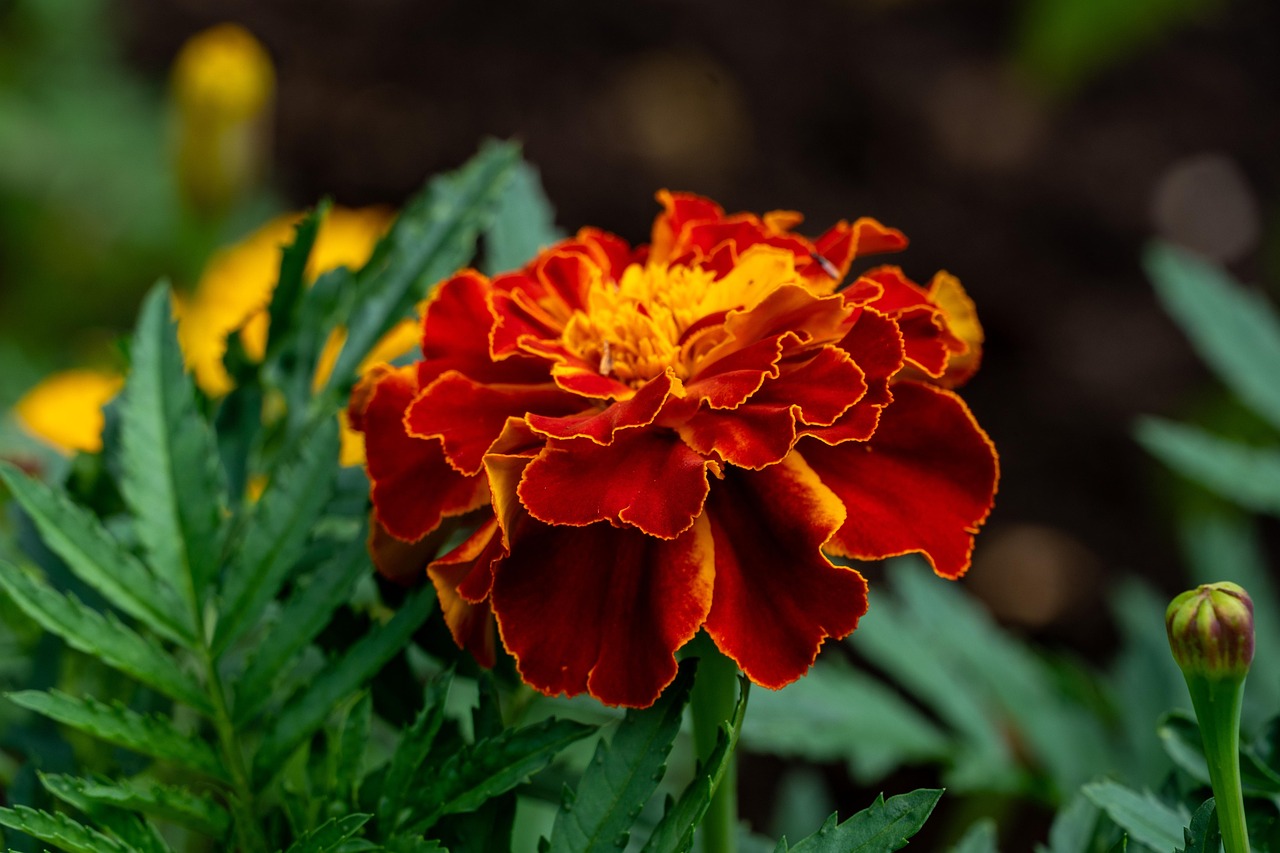 Marigold Flower Plant - Free photo on Pixabay - Pixabay