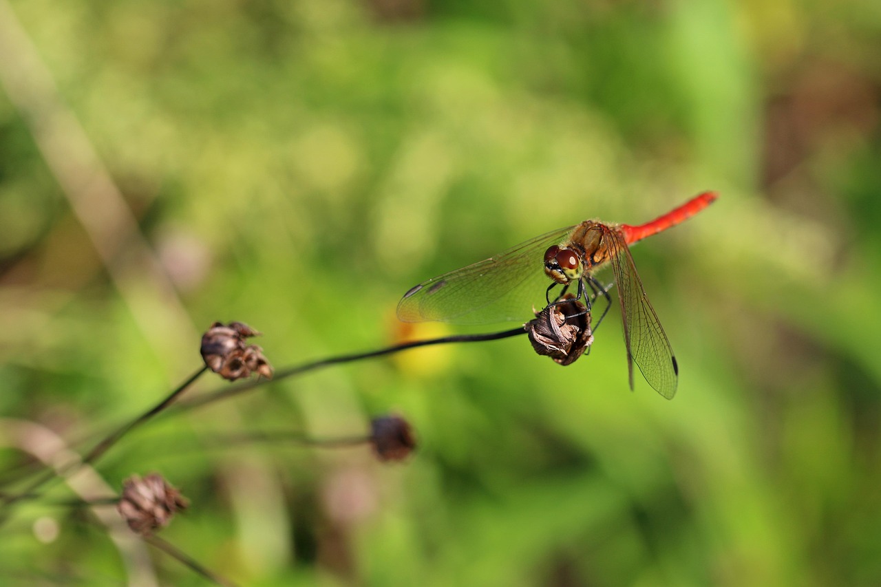 Libelle Libellenflügel Insekten - Kostenloses Foto auf Pixabay - Pixabay