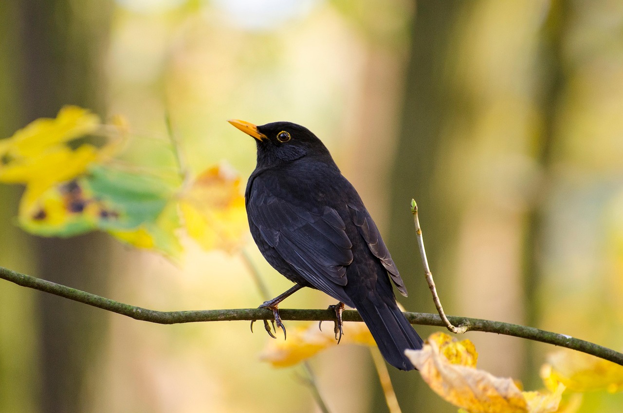 Blackbird Bird Animal Eurasian - Free photo on Pixabay - Pixabay