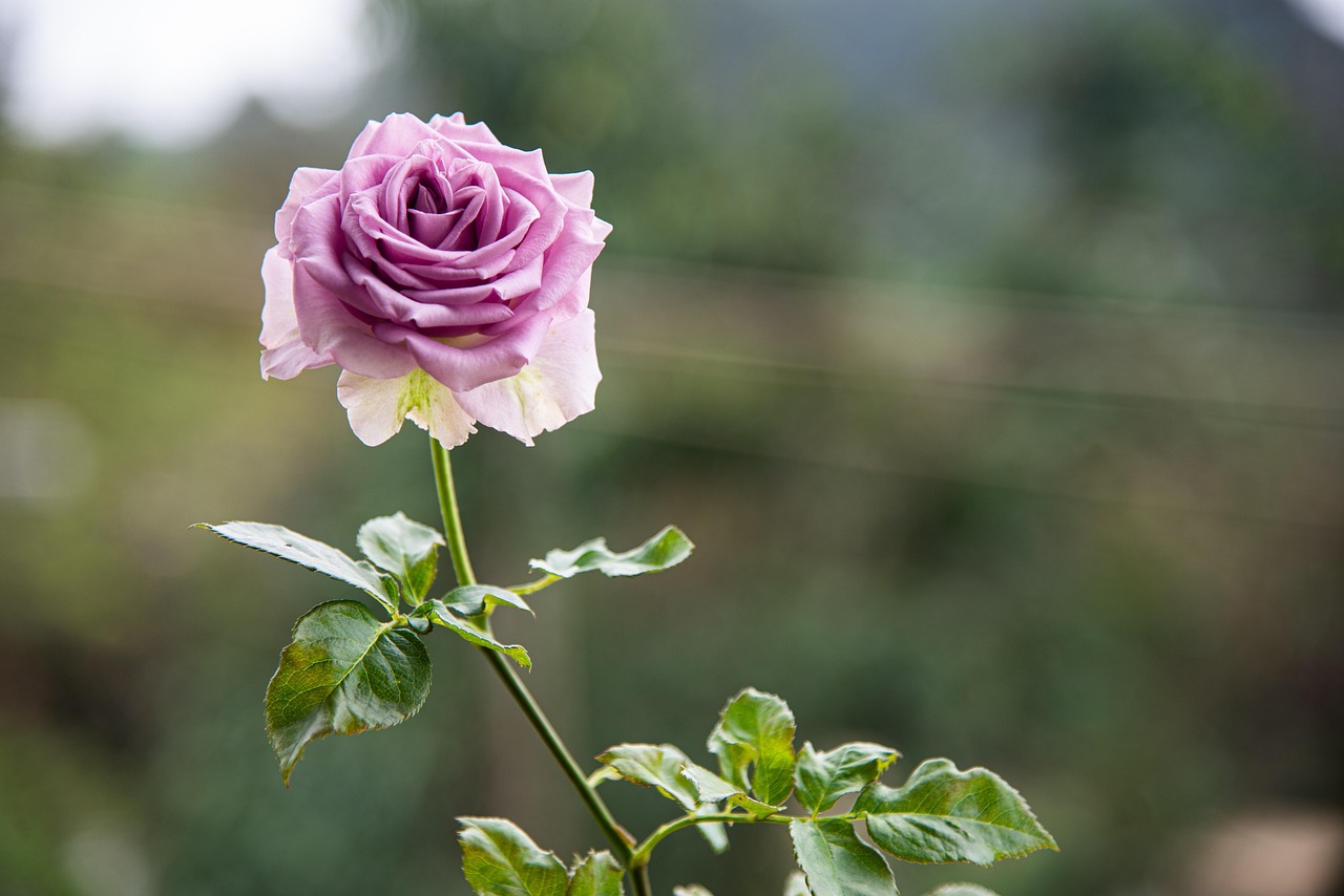 Rose Flower Plant - Free photo on Pixabay - Pixabay