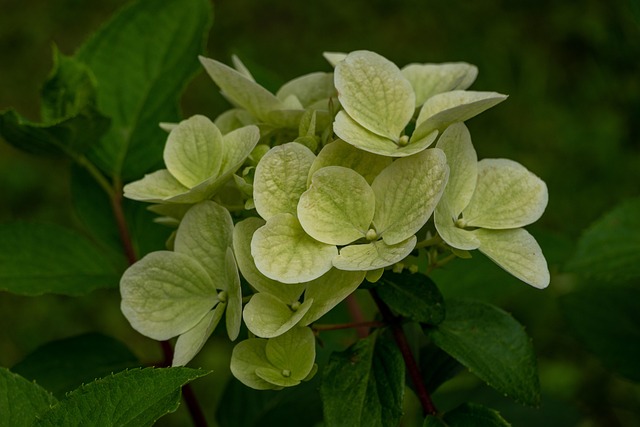 Hydrangea Flowers Petals - Free photo on Pixabay - Pixabay