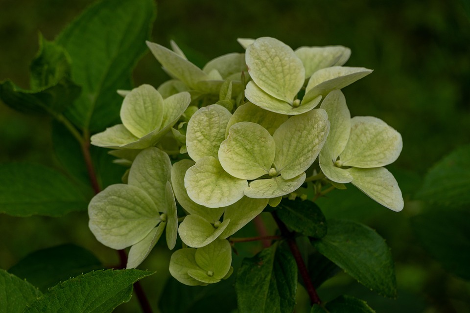 Hydrangea Flowers Petals - Free photo on Pixabay - Pixabay