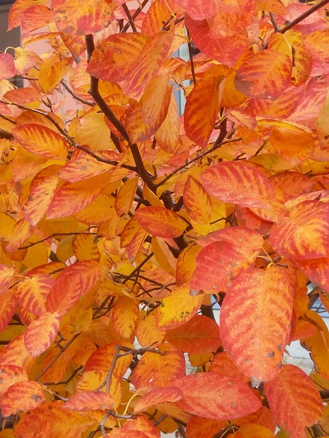 Autumn Leaves - Free photo on Pixabay