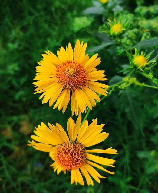 Bunga Daun Alam - Foto gratis di Pixabay - Pixabay