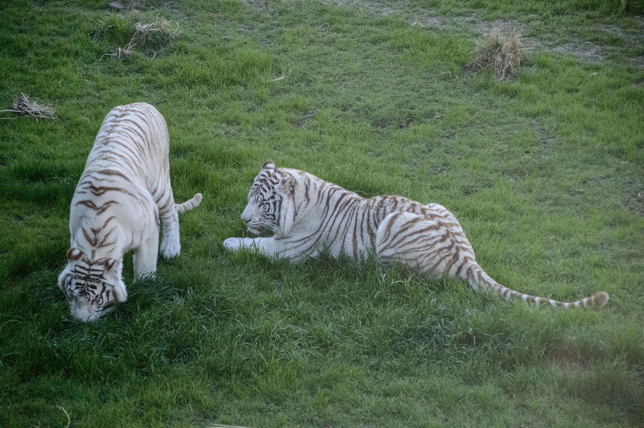 Couple Tigers White Tiger - Free photo on Pixabay - Pixabay