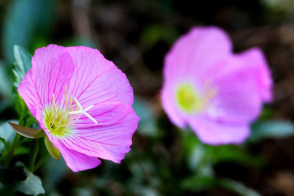 Evening Primrose Flower Pink - Free photo on Pixabay