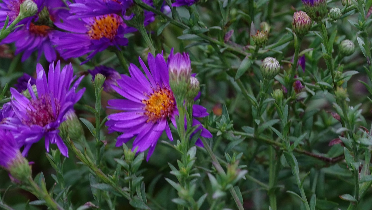 Margarida Michaelmas Europeia - Foto gratuita no Pixabay - Pixabay
