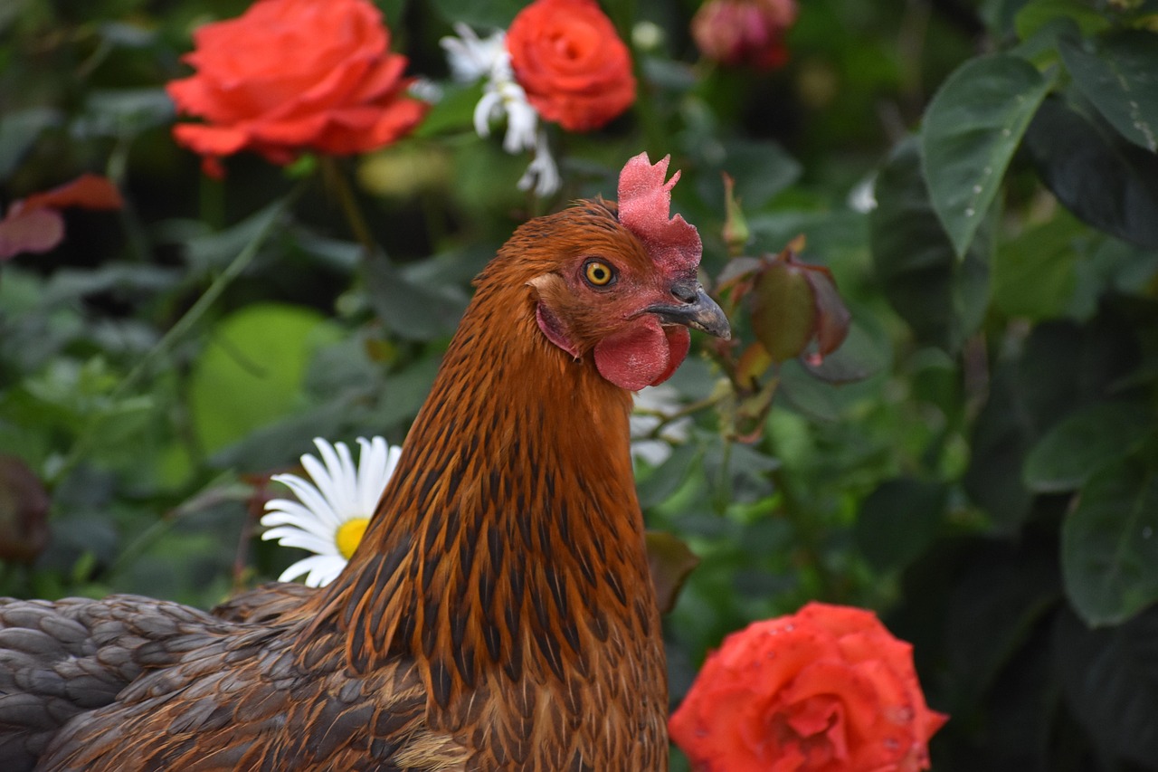 Pollo Pájaro Plumaje Cabeza De - Foto gratis en Pixabay - Pixabay