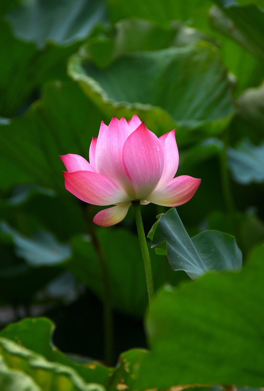 Lotus Flower Plant - Free photo on Pixabay