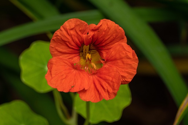 Chagas Flores Bloom - Foto gratuita no Pixabay - Pixabay