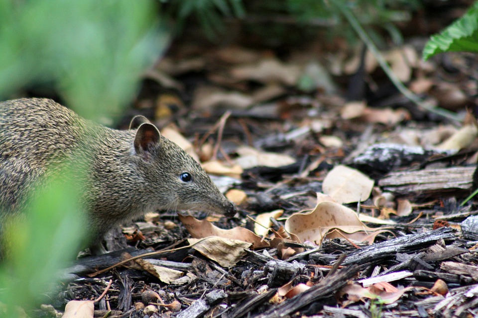 Bandicoot Quenda Marsupial Animais - Foto gratuita no Pixabay - Pixabay