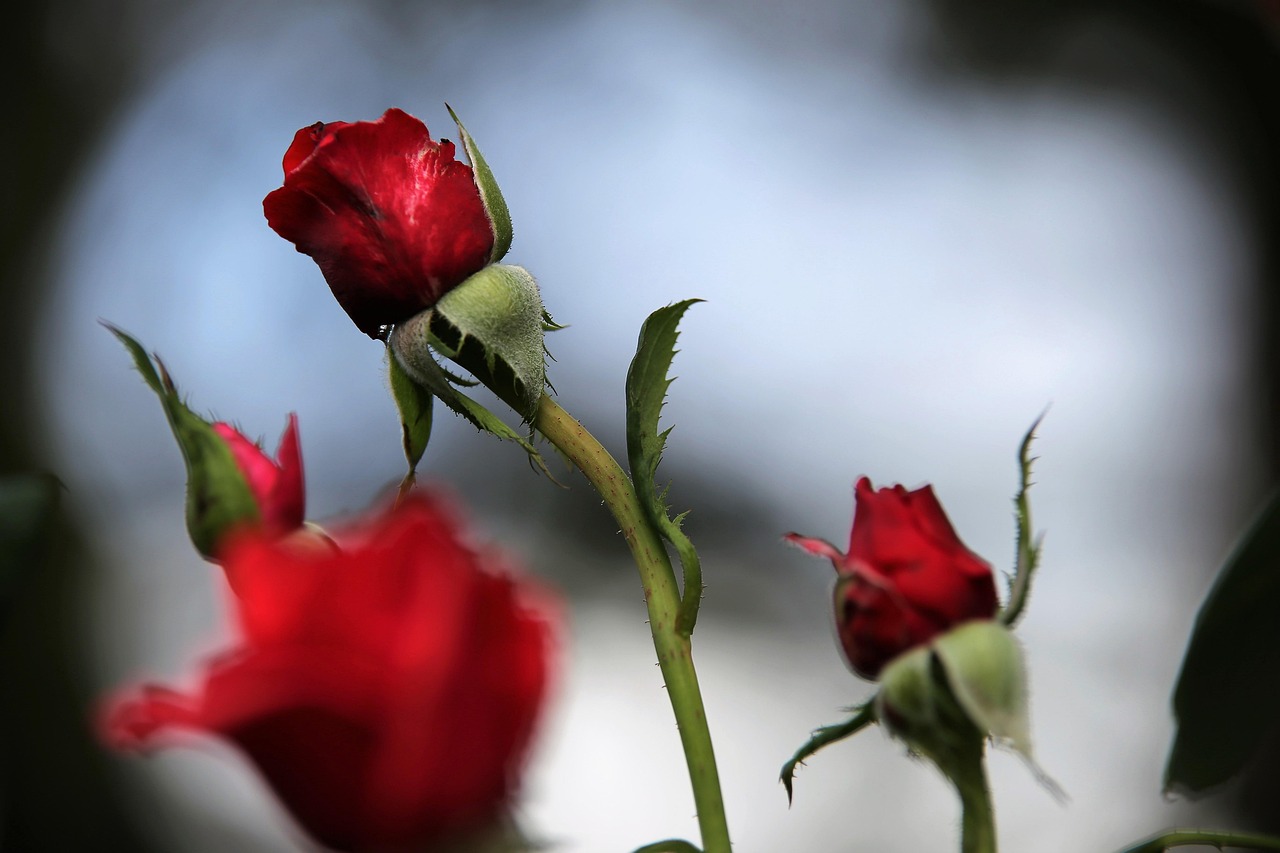 Red Velvet Roses Rose Buds Flowers - Free photo on Pixabay - Pixabay
